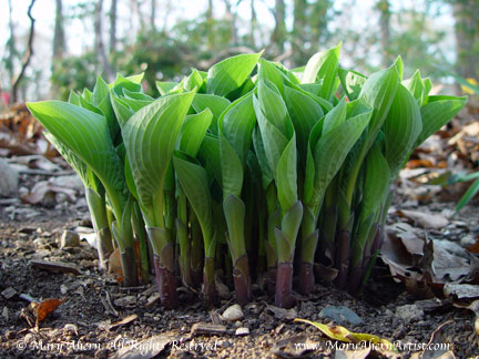 Heralding Hostas - The Garden Artist