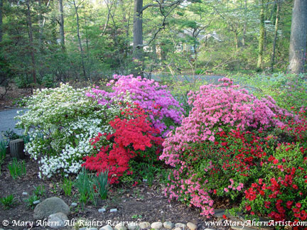 Rhododendrons and Azaleas- Classification - The Garden Artist