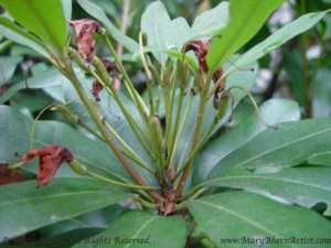 Shrubs Archives - The Garden Artist