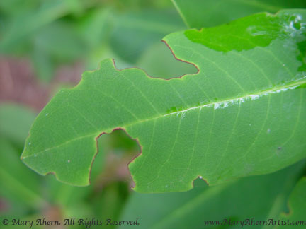 Notched Leaves on Rhododendrons - The Garden Artist